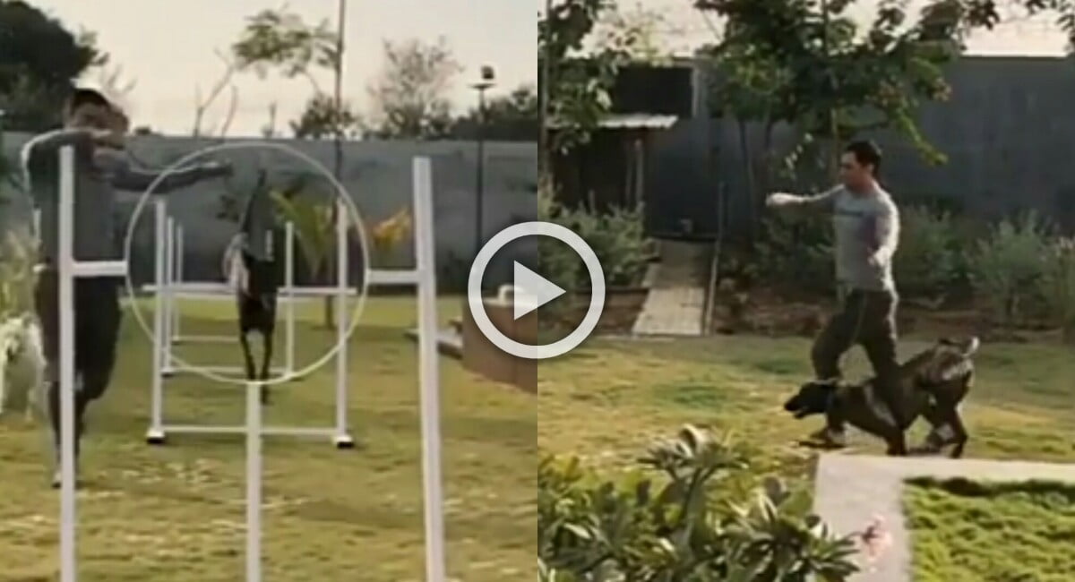 Watch: MS Dhoni’s cute moments with dogs