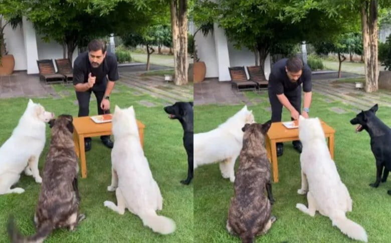 MS Dhoni's Heartwarming Birthday Celebration With His Beloved Dogs